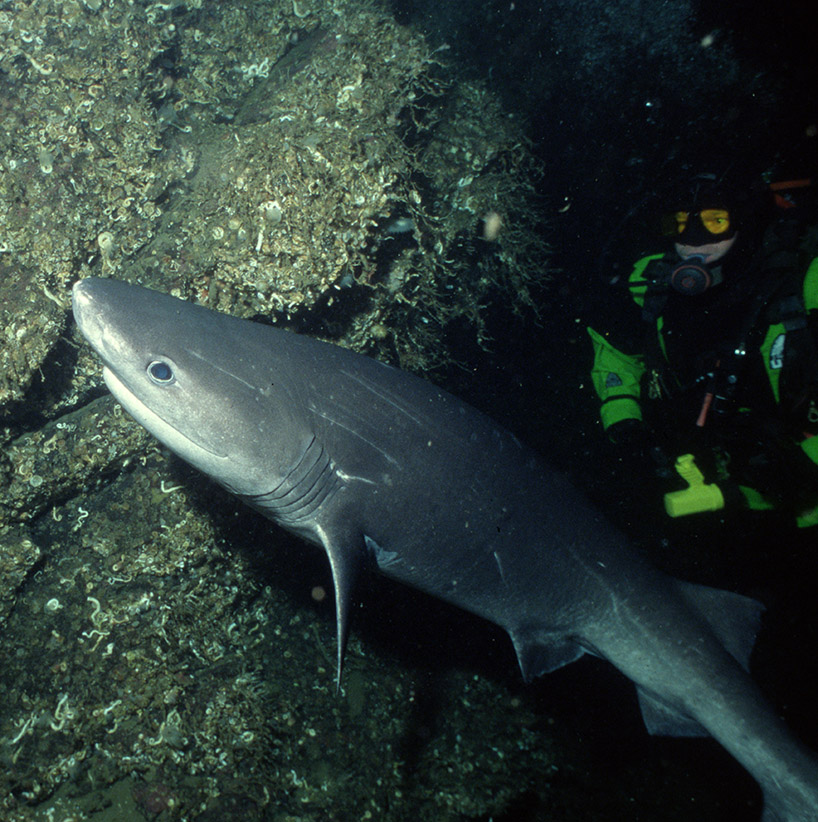 Sixgill Shark by John Rawlings