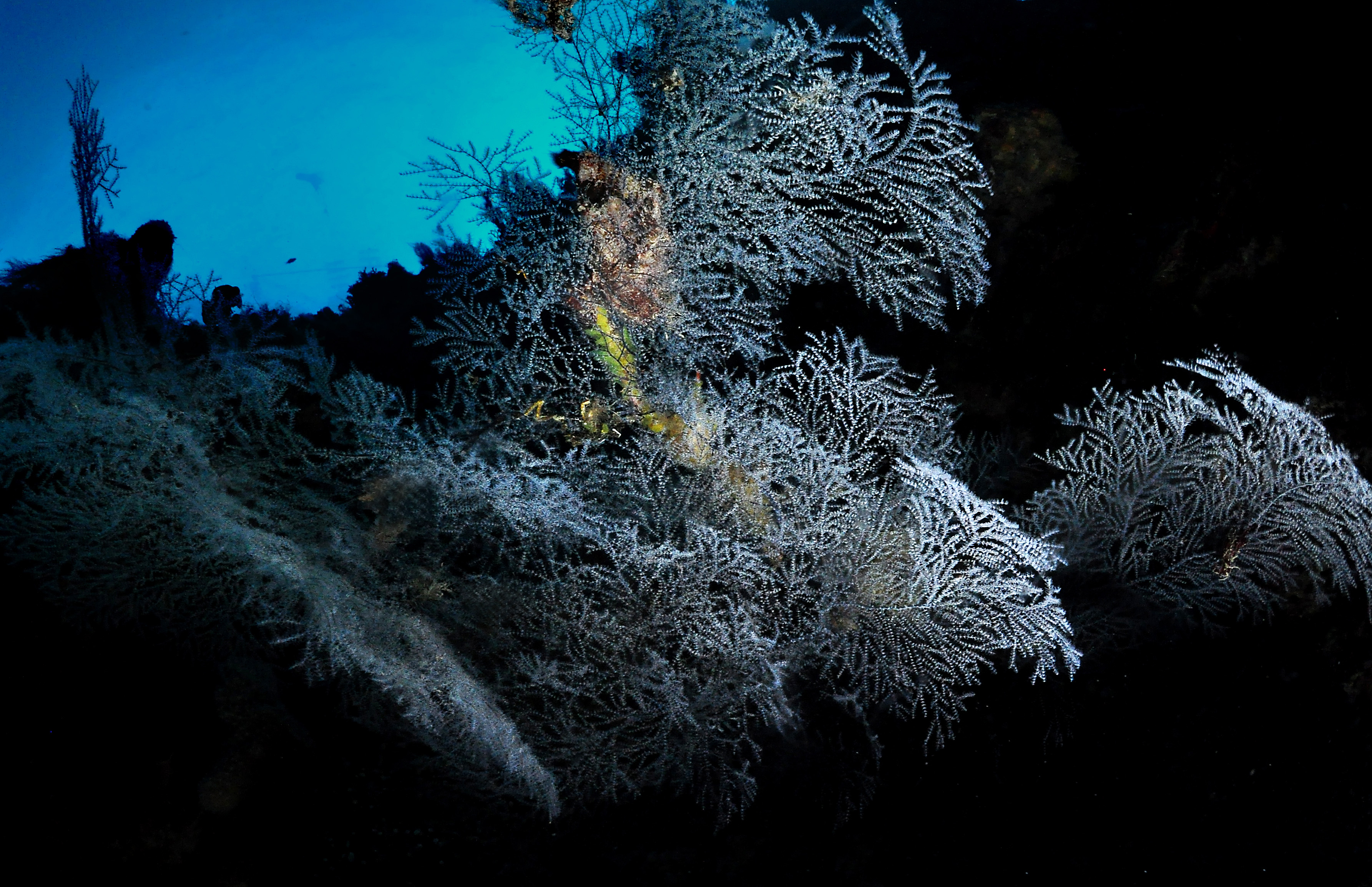 The Blue Holes of Cay Sal Banks