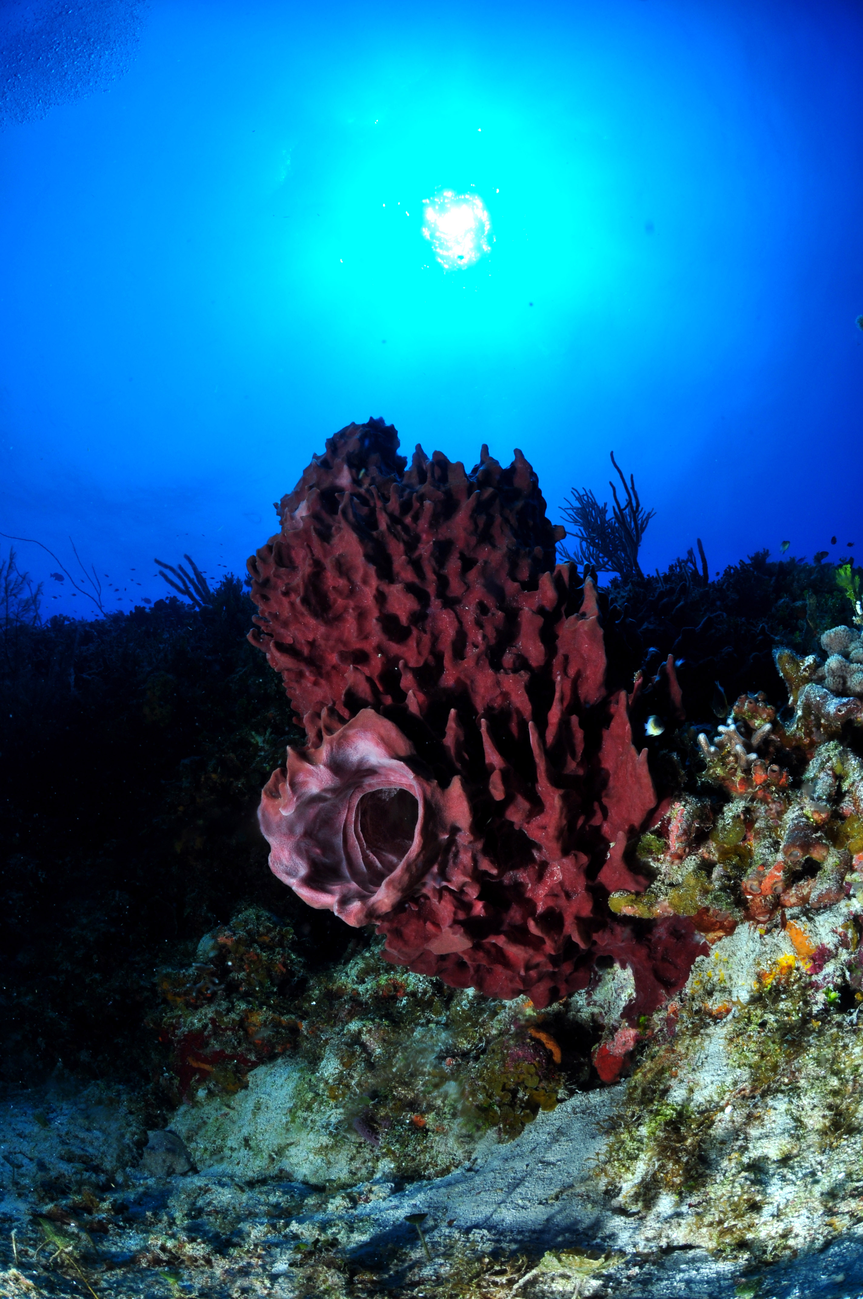 The Blue Holes of Cay Sal Banks