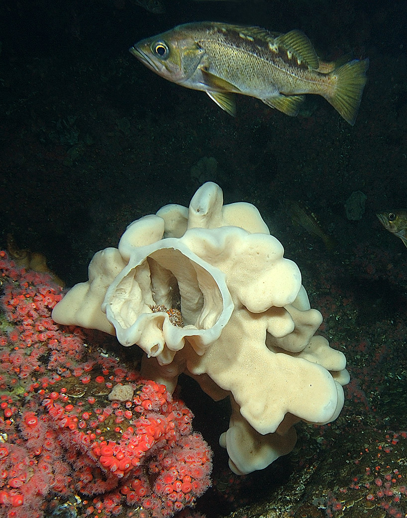 The Cloud Sponges of Nootka Sound by John Rawlings