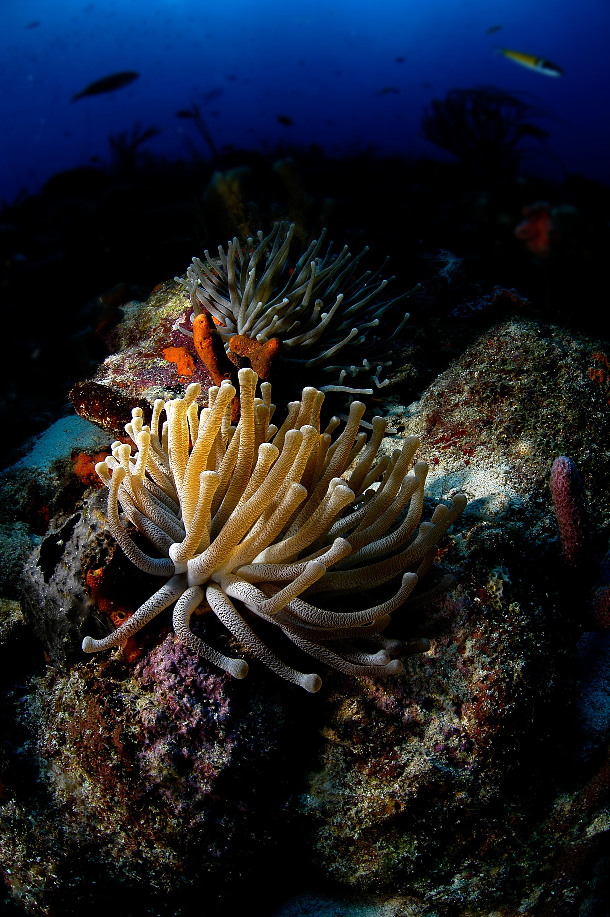 Curacao - Depths Unexplored