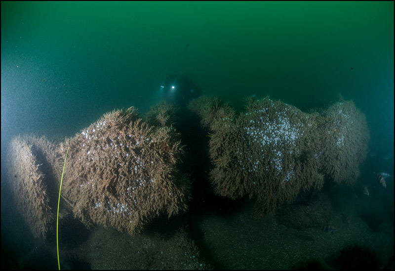 Shipwrecks of the Dover Straits by Stefan Panis