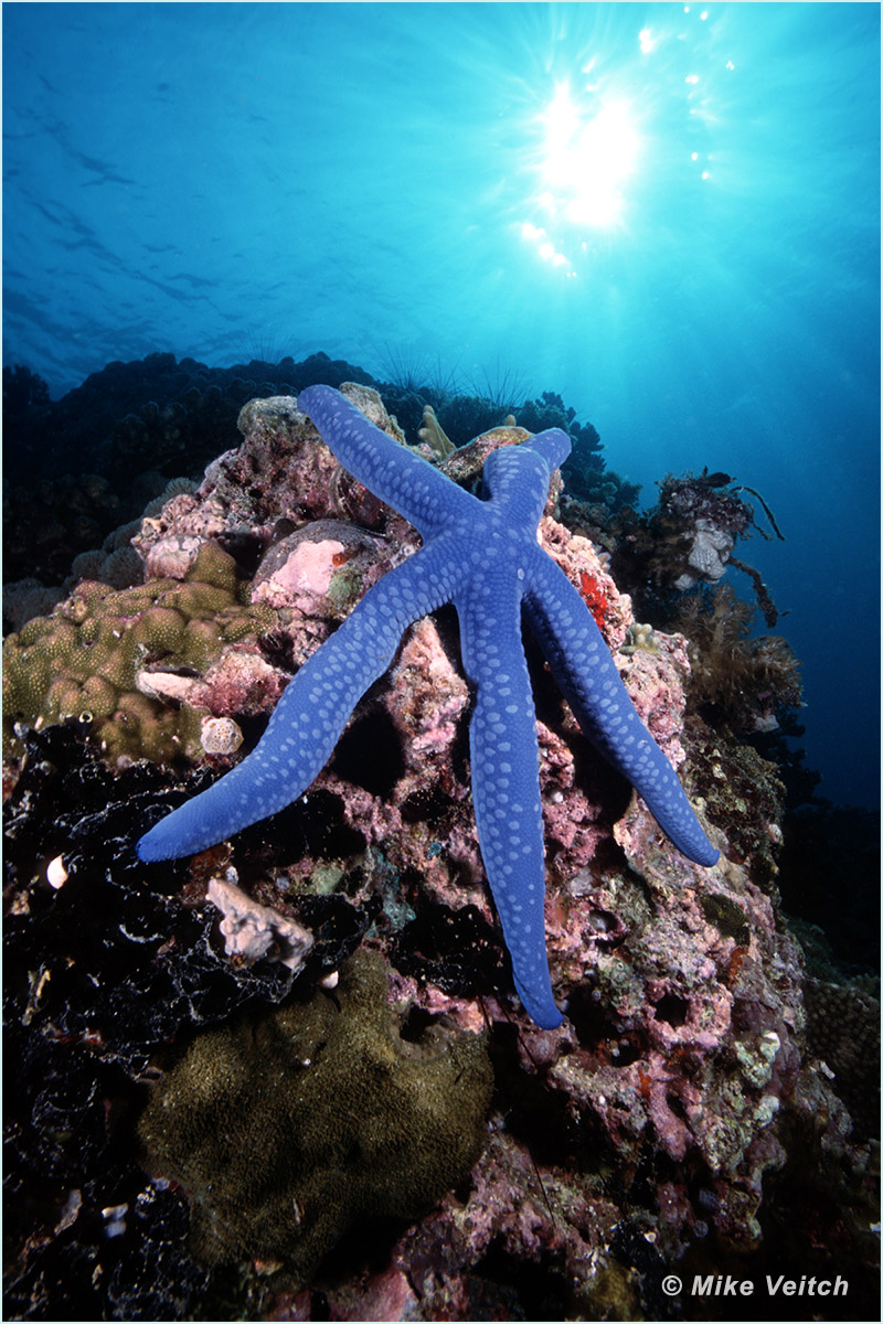 Mike Veitch - ADM Featured Photographer