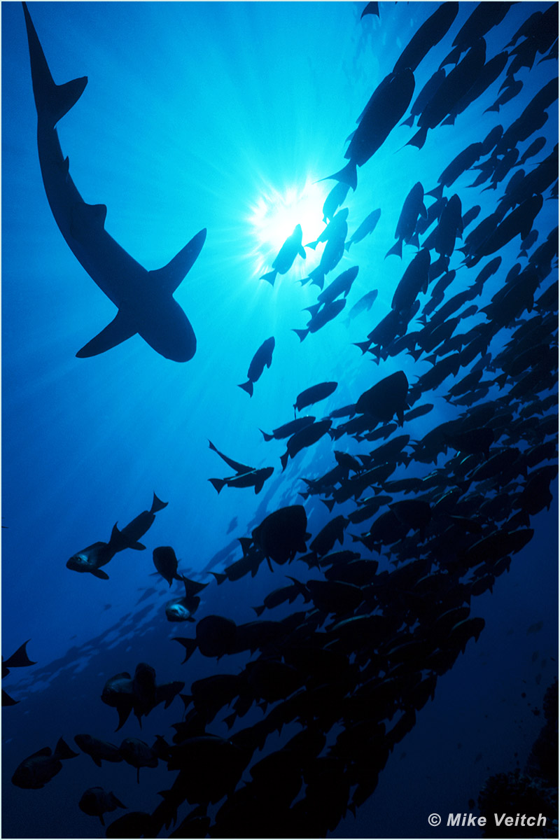 Mike Veitch - ADM Featured Photographer