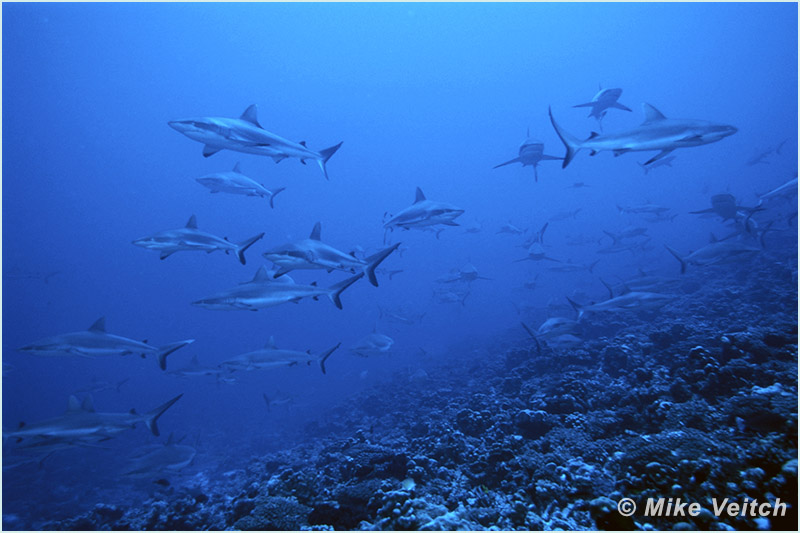 Mike Veitch - ADM Featured Photographer