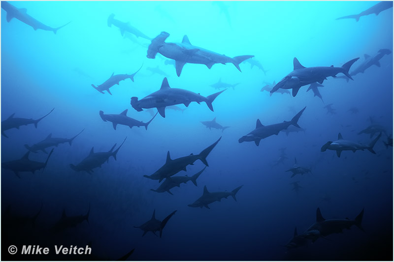 Mike Veitch - ADM Featured Photographer