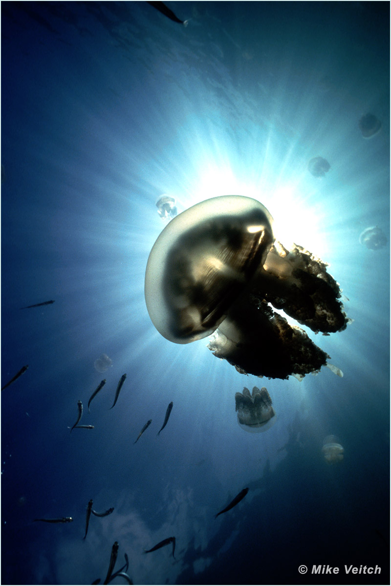 Mike Veitch - ADM Featured Photographer