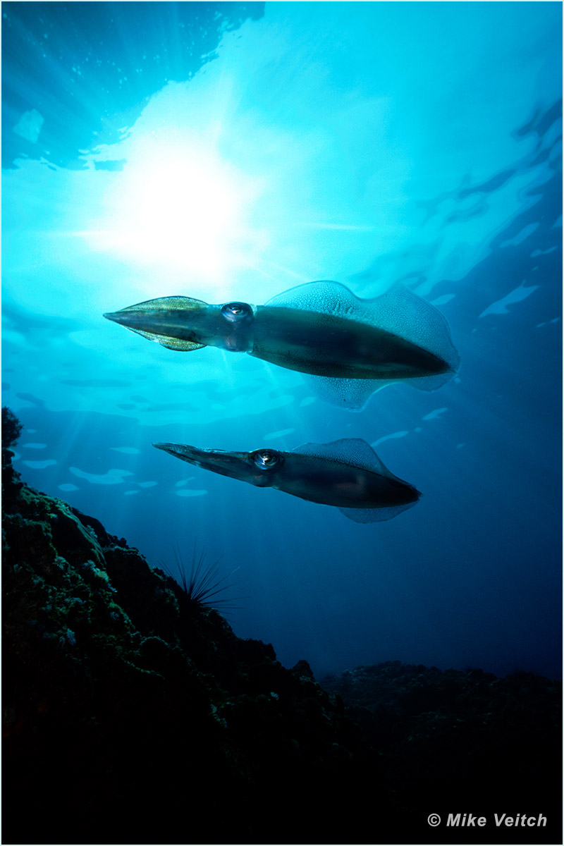 Mike Veitch - ADM Featured Photographer