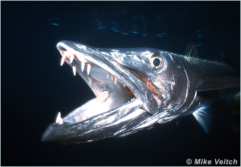 Mike Veitch - ADM Featured Photographer