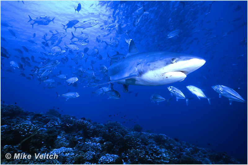 Mike Veitch - ADM Featured Photographer