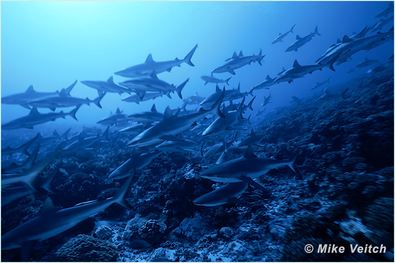 Mike Veitch - ADM Featured Photographer