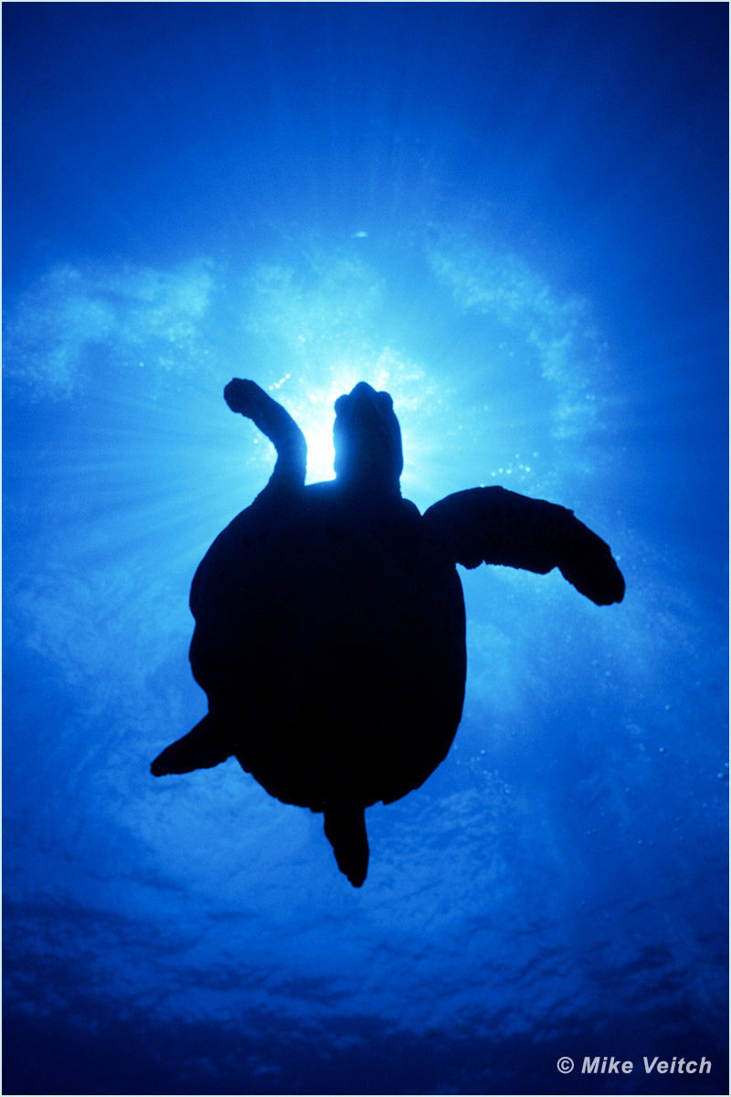 Mike Veitch - ADM Featured Photographer